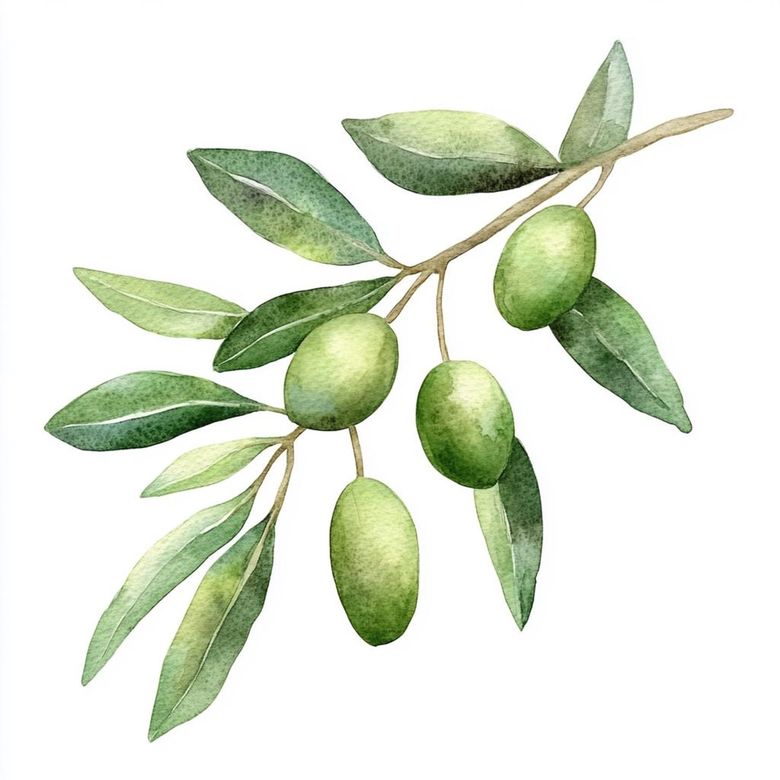 10 Printable Olive Branch, Gren Olives Art, Green Leaves Decor ...