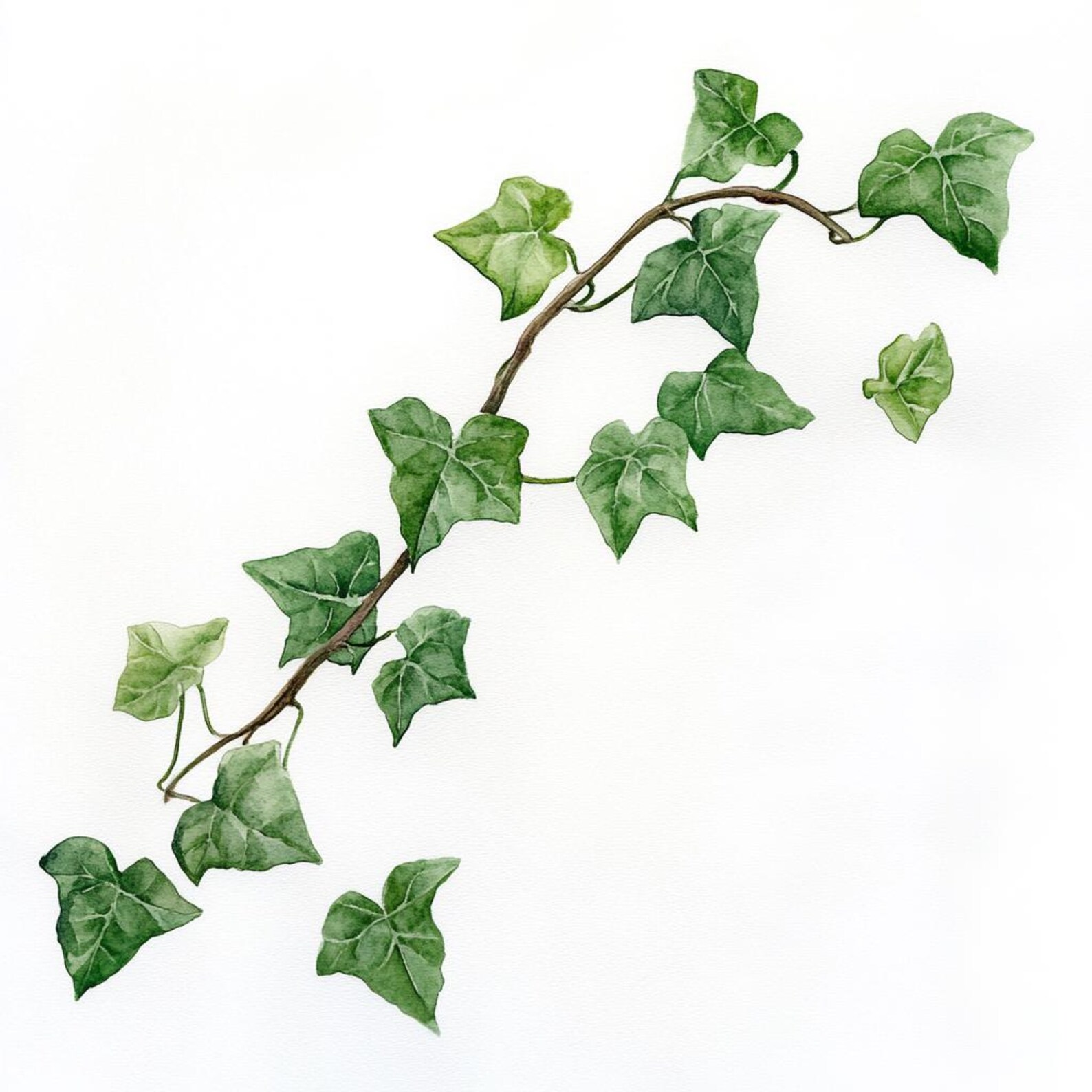10 Printable Ivy Branches, Green Leaves Art, Watercolor Spring Ivy ...