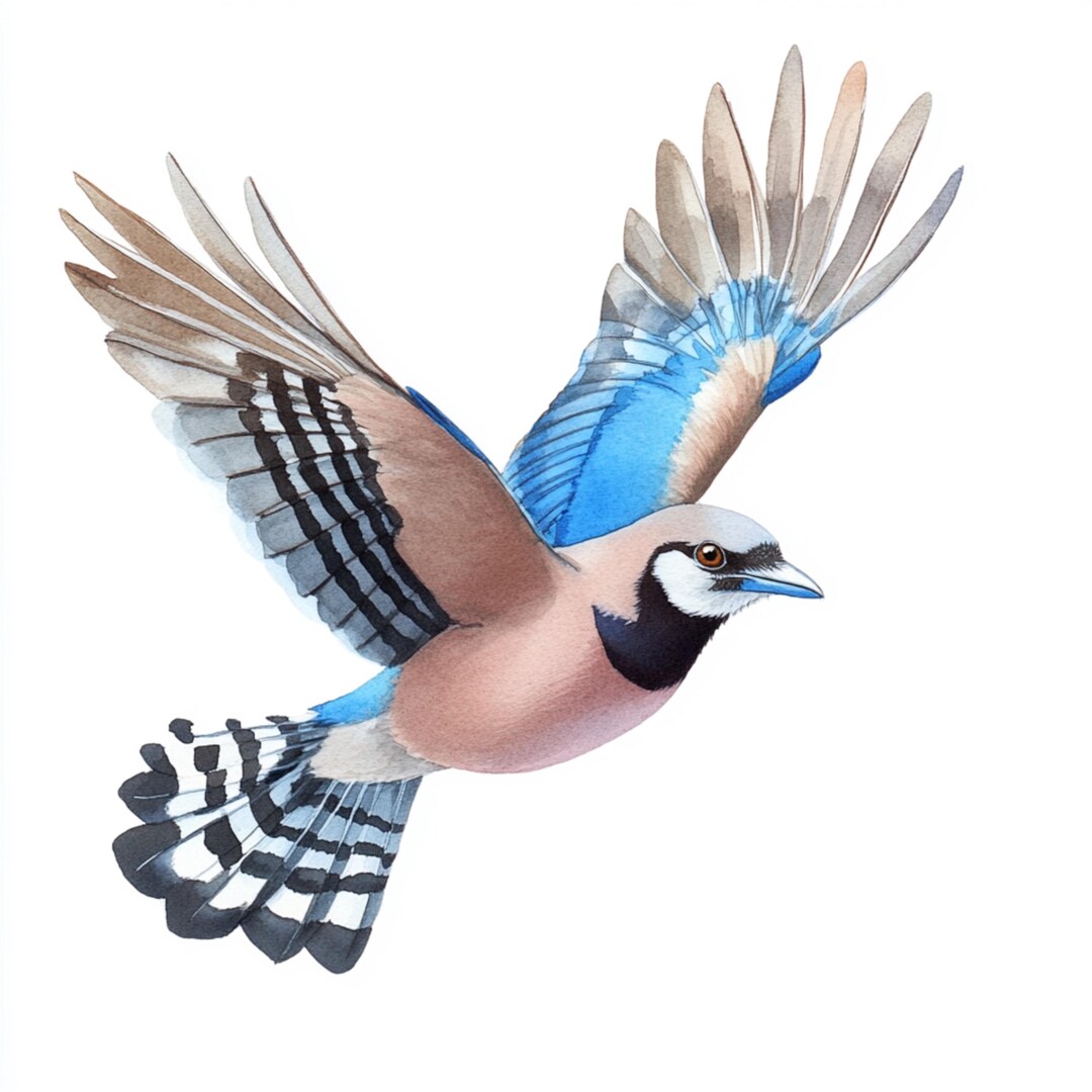 10 Printable Eurasian Jay, Watercolor Bird, Eurasian Bird Decor, Jay ...