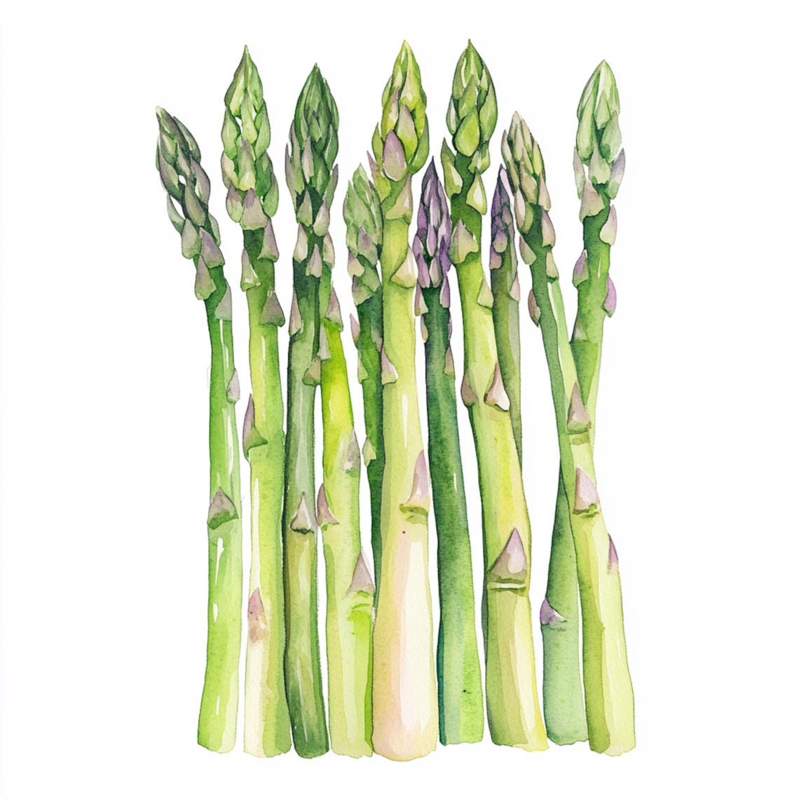 10 Printable Asparagus, Vegetables Art, Asparagus Print, High Quality ...