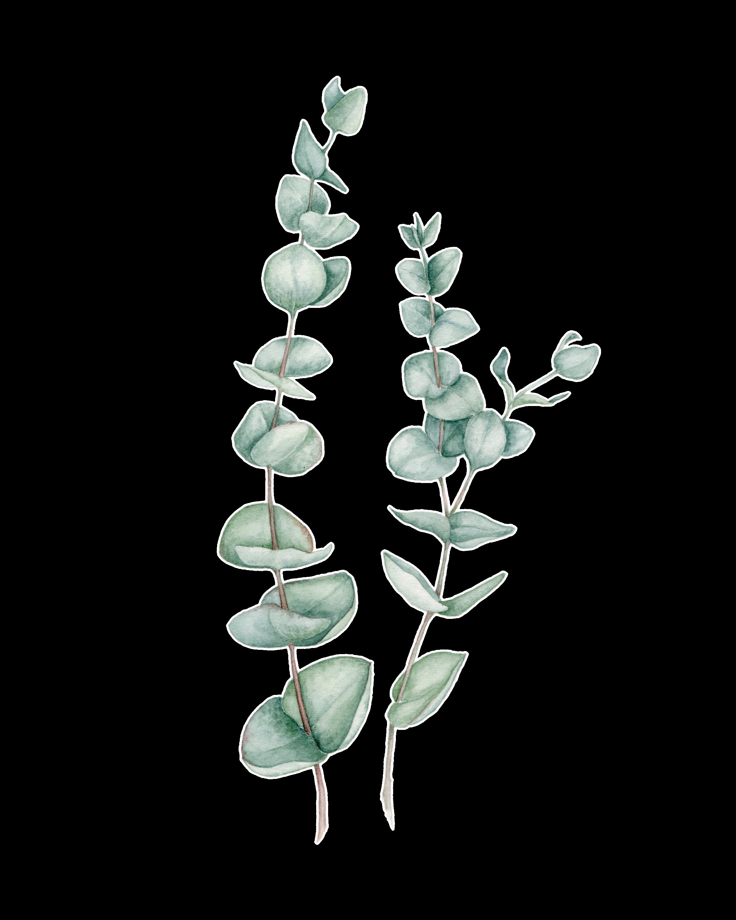 Digital Botanical Eucalyptus Leaf Branch Painting Natural Elegance for ...