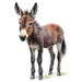 10 Printable Donkey, Donkey Clipart, Watercolor Art, Cute Farm Animal ...