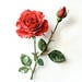 10 Printable Rose Flower, Red Roses Art, Red Roses Jpgs, Summer Wedding ...