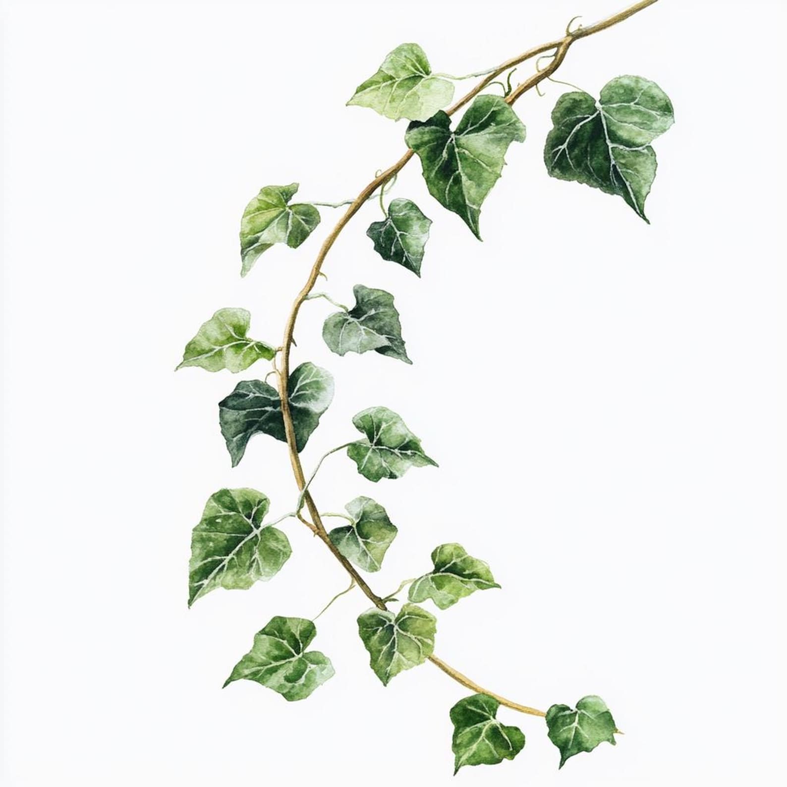 10 Printable Ivy Branches, Green Leaves Art, Watercolor Spring Ivy ...