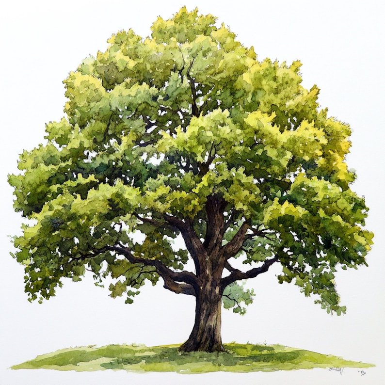 10 Printable Oak Tree, Oak Tree Print, Watercolor Oak Tree, Oak Jpgs ...