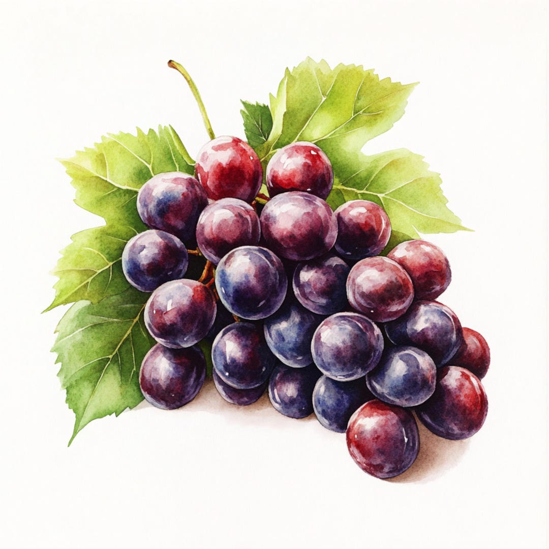 10 Printable Grape, Red Grape Art, Bunch of Grape Print, High Quality ...