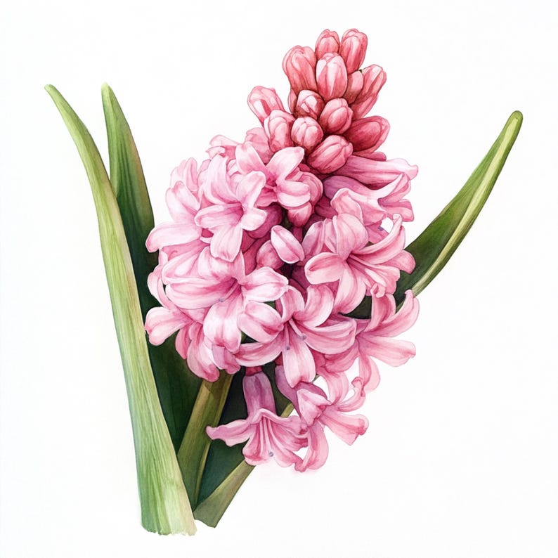 10 Printable Hyacinth, Pink Flowers, Spring Flowers, Hyacinth Pngs ...