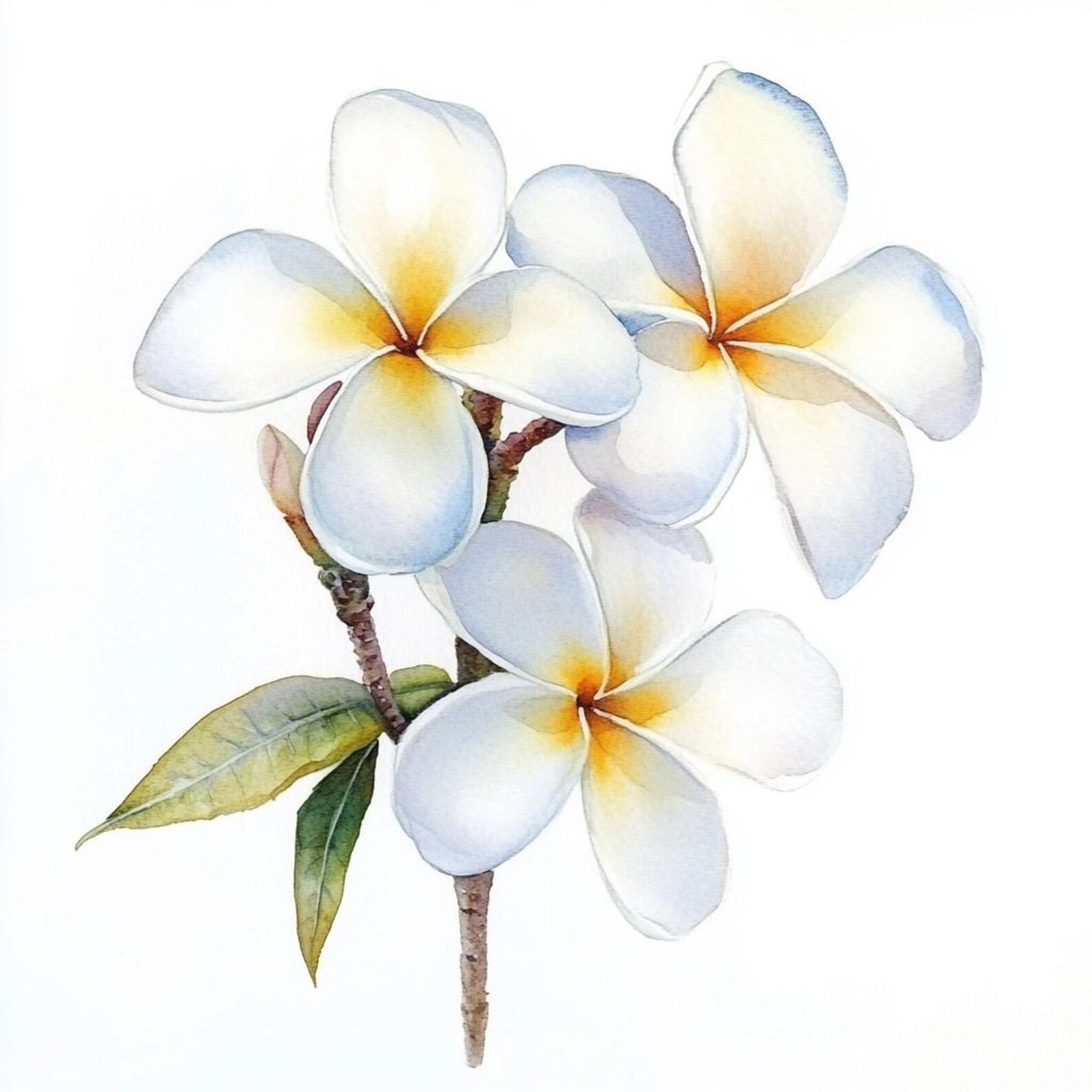 10 Printable Frangipani Flower, White Frangipani Art, White Frangipani ...