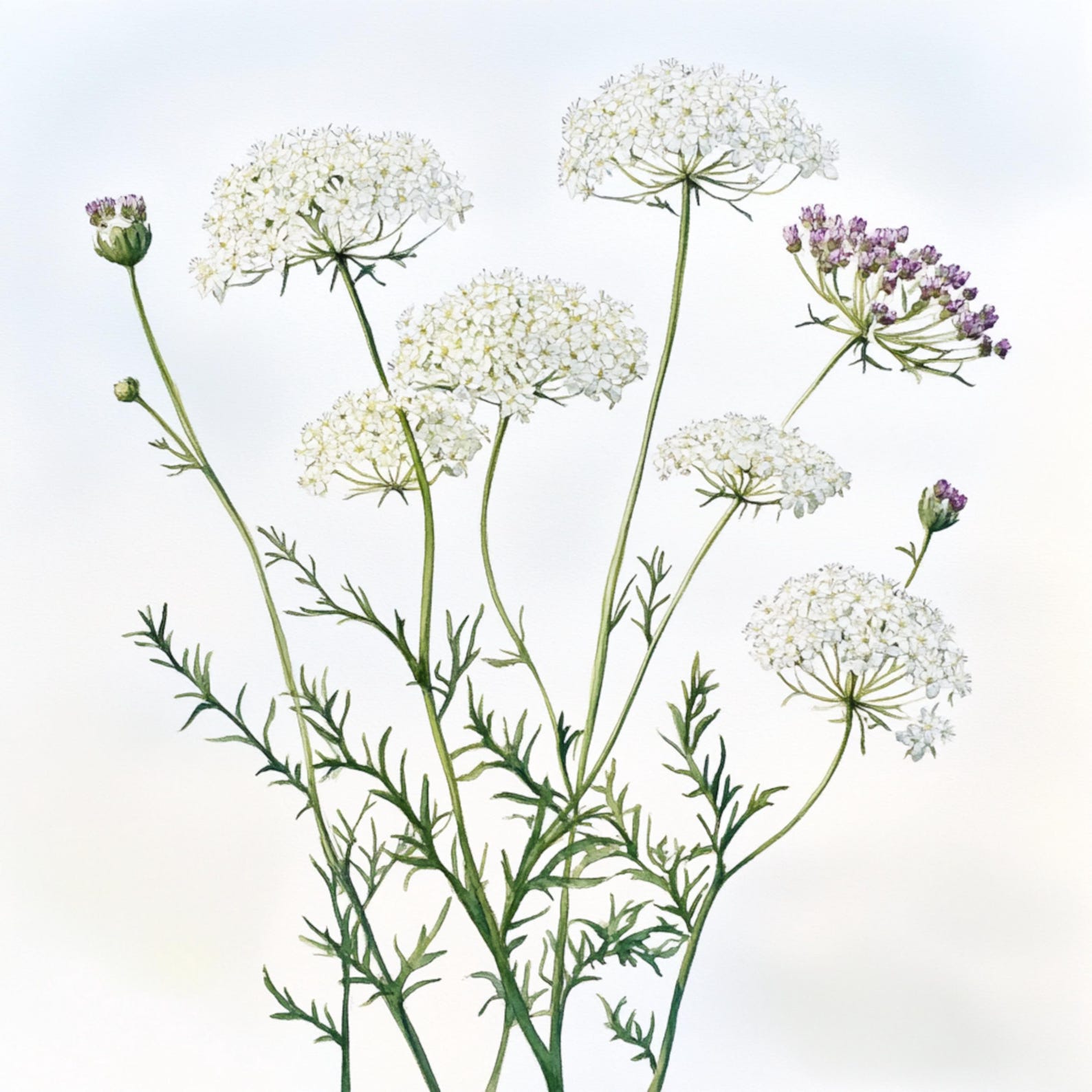 10 Printable Queen Anne's Lace, Queen Annes Flowers, Summer Flowers ...