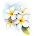 10 Printable Frangipani Flower, White Frangipani Art, White Frangipani ...
