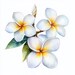 10 Printable Frangipani Flower, White Frangipani Art, White Frangipani ...