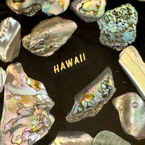 Vintage Abalone Paua Shell Trivet, Hawaii Souvenir, Shells in Resin ...