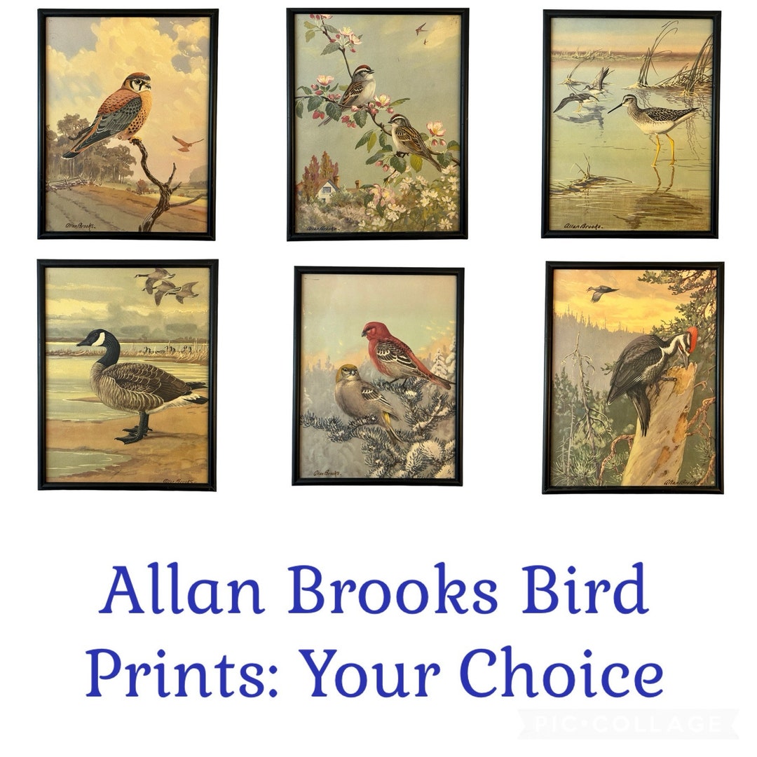 Vintage Allan Brooks Bird Prints, Framed 1950's Nature Wall Art, YOUR ...