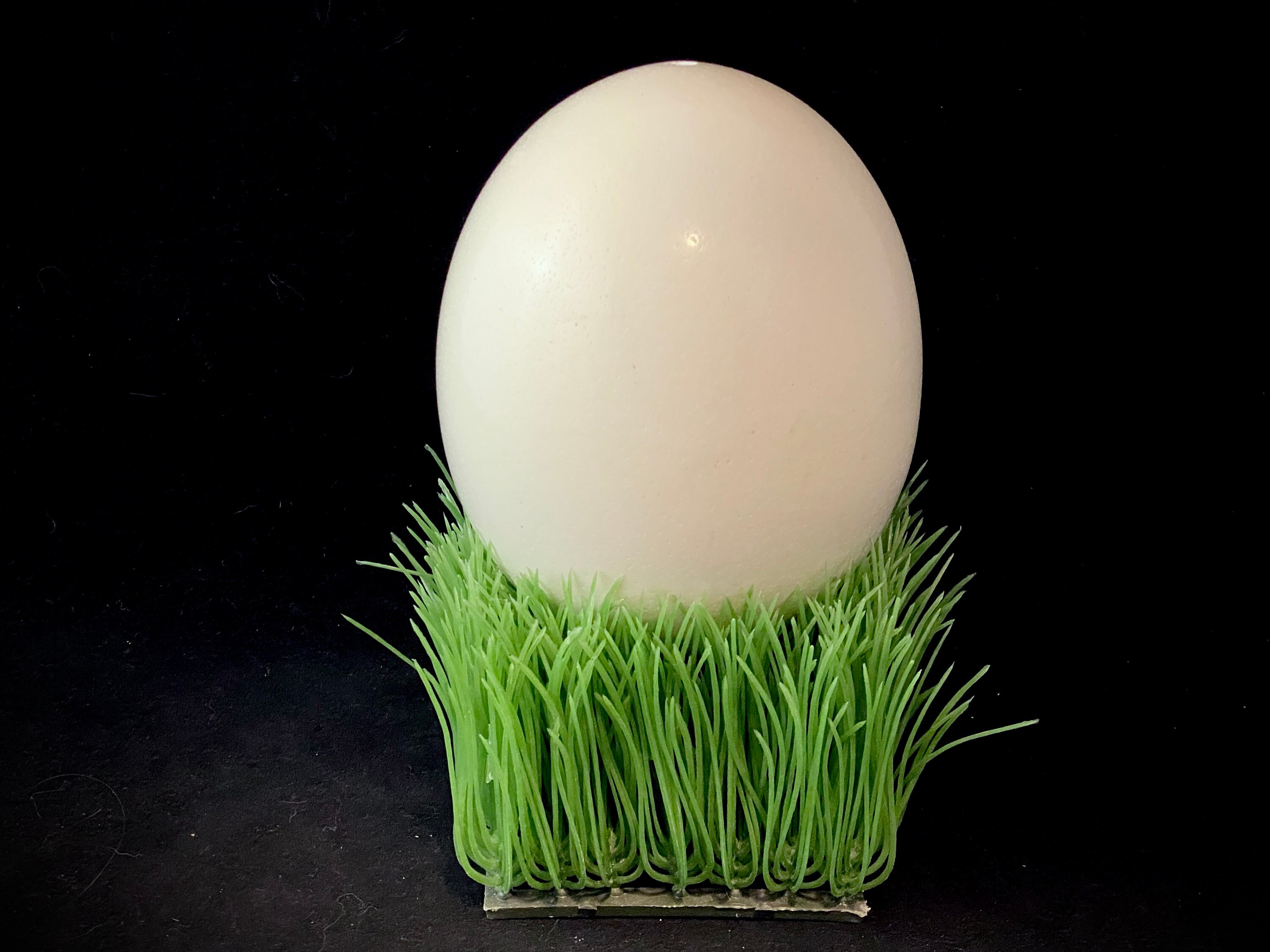 Ostrich Egg Yolk