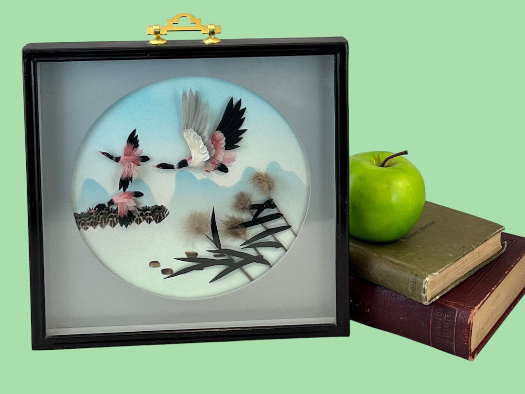 Vintage Ducks, Geese Feather Picture, Framed Bird Art, Ornithology, Mid ...