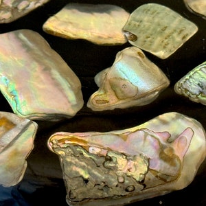 Vintage Abalone Paua Shell Trivet, Hawaii Souvenir, Shells in Resin ...