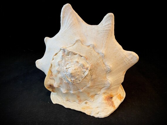 Horned Queen Helmet Conch Shell Large Natural Seashell - Etsy