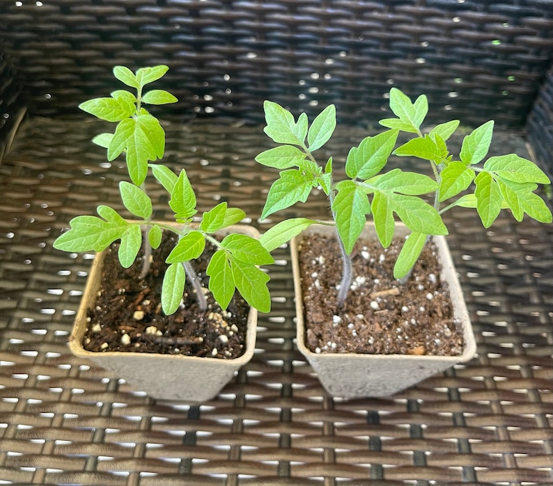 Live Organic Tomato Plant 2, Large Red Cherry, Tomato Plant - Etsy