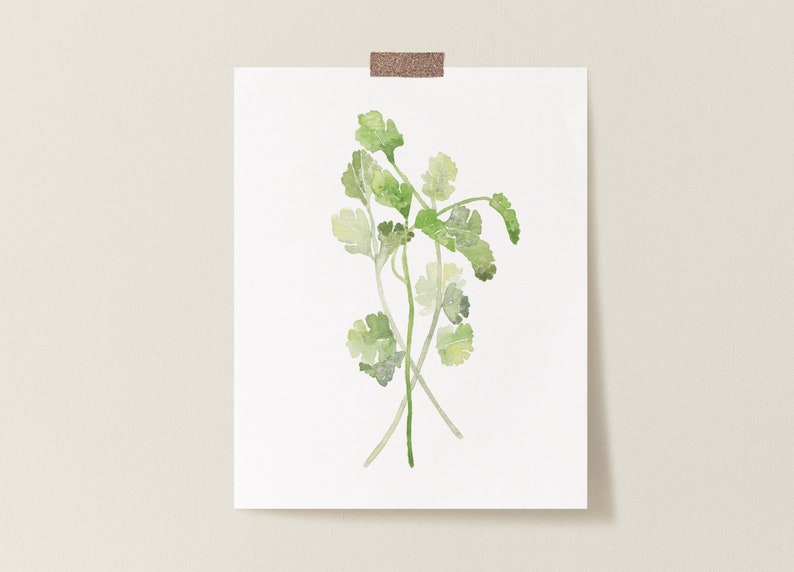 Printable Download Watercolor Artwork Herb Series Cilantro - Etsy