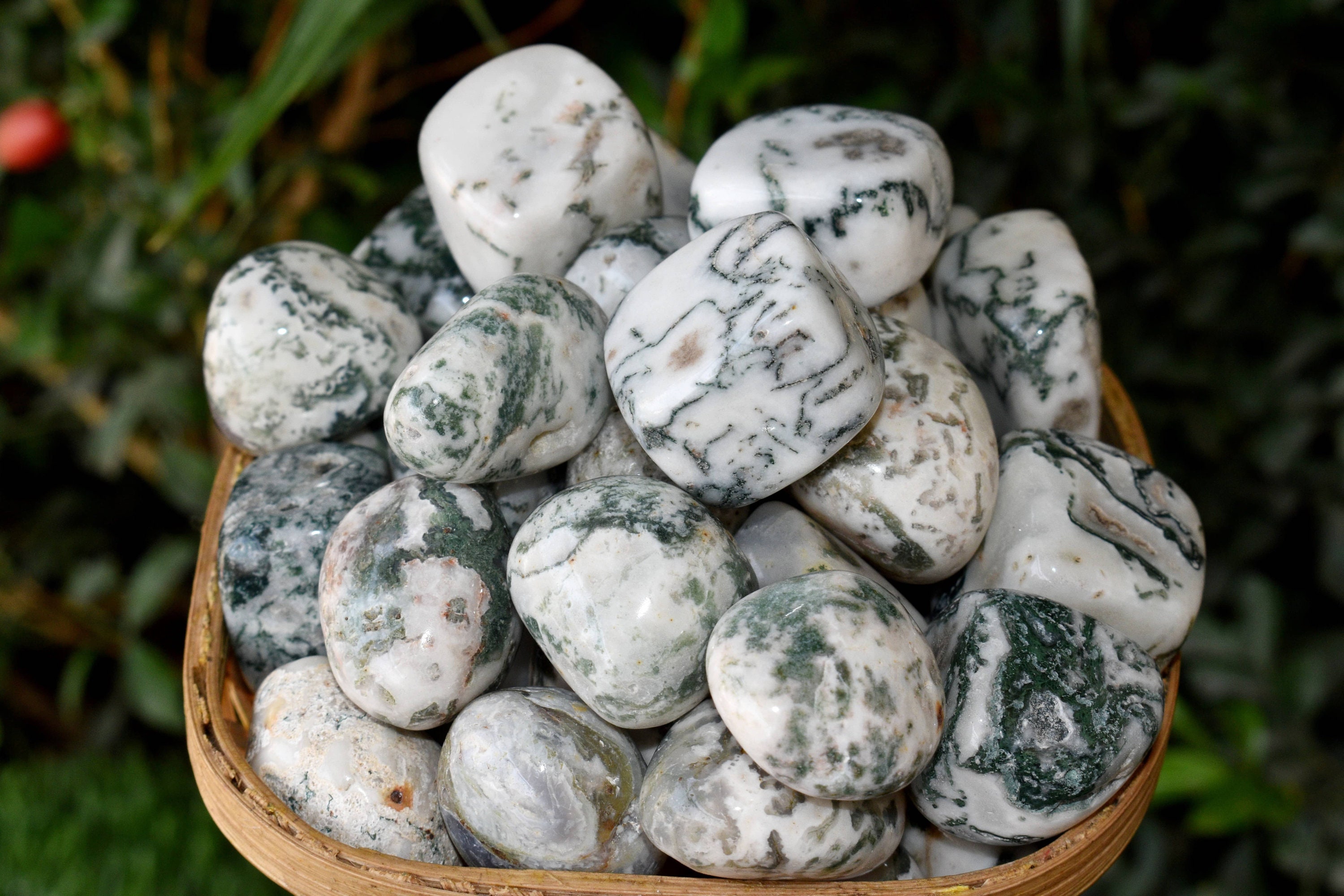 Tree Agate Tumbled Stones A Grade Healing Crystals, Gemstone Natural ...