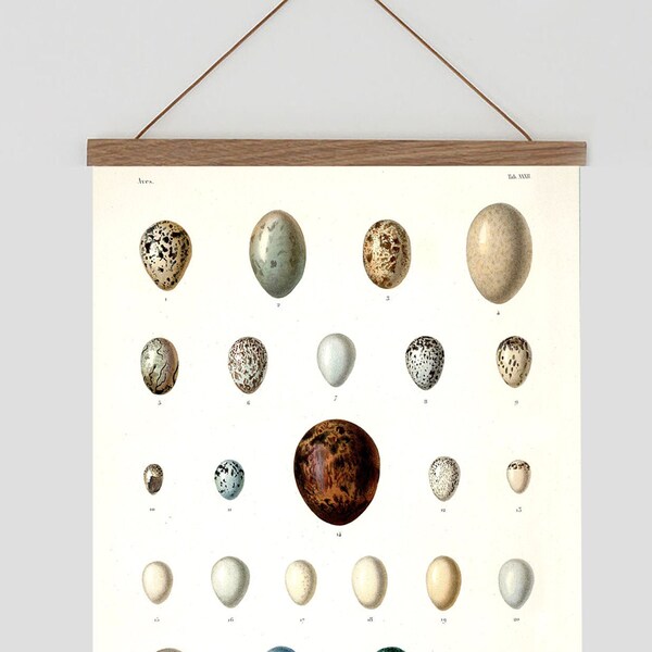 Bird Eggs Chart - Etsy