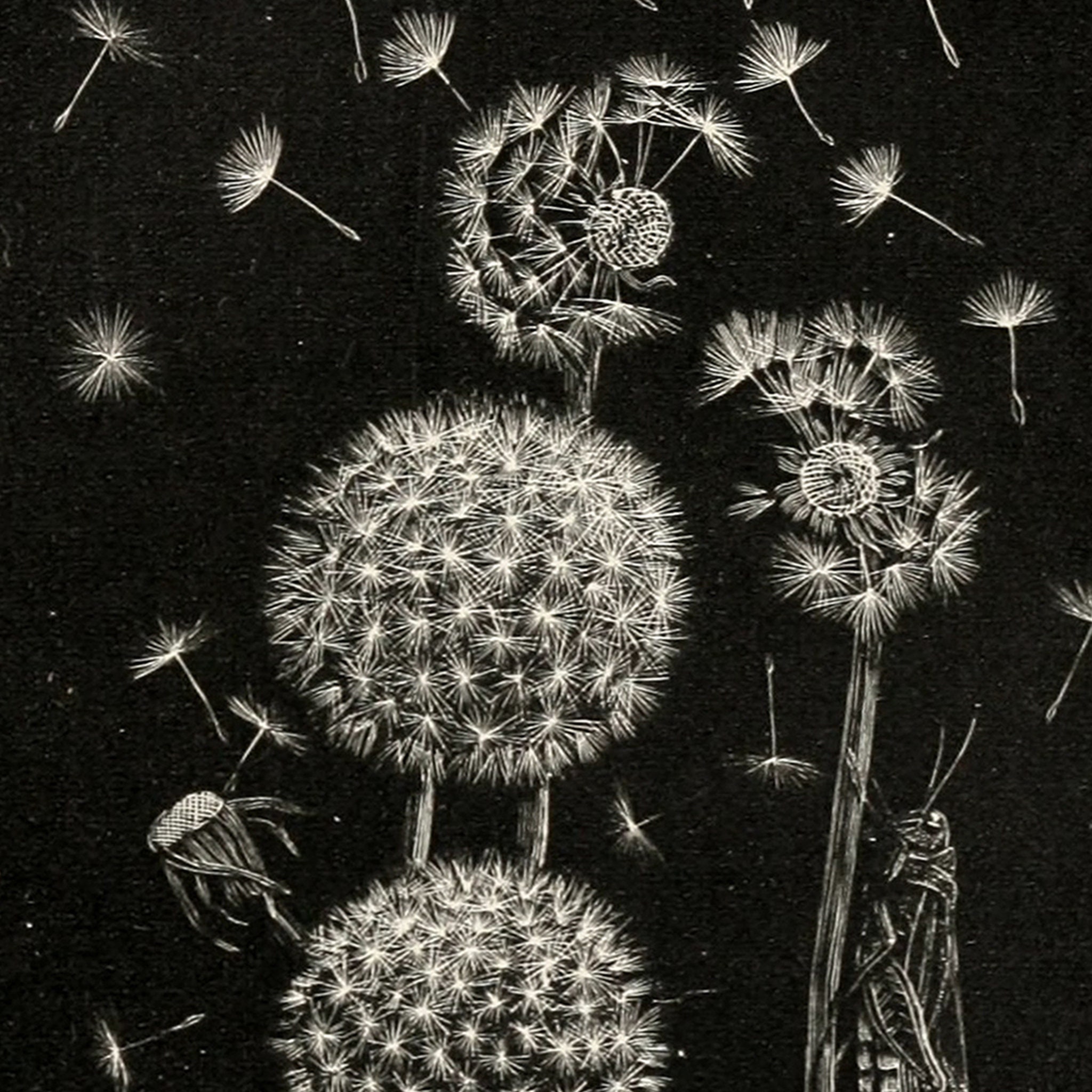 Dandelion wall art dandelion prints dandelion poster | Etsy