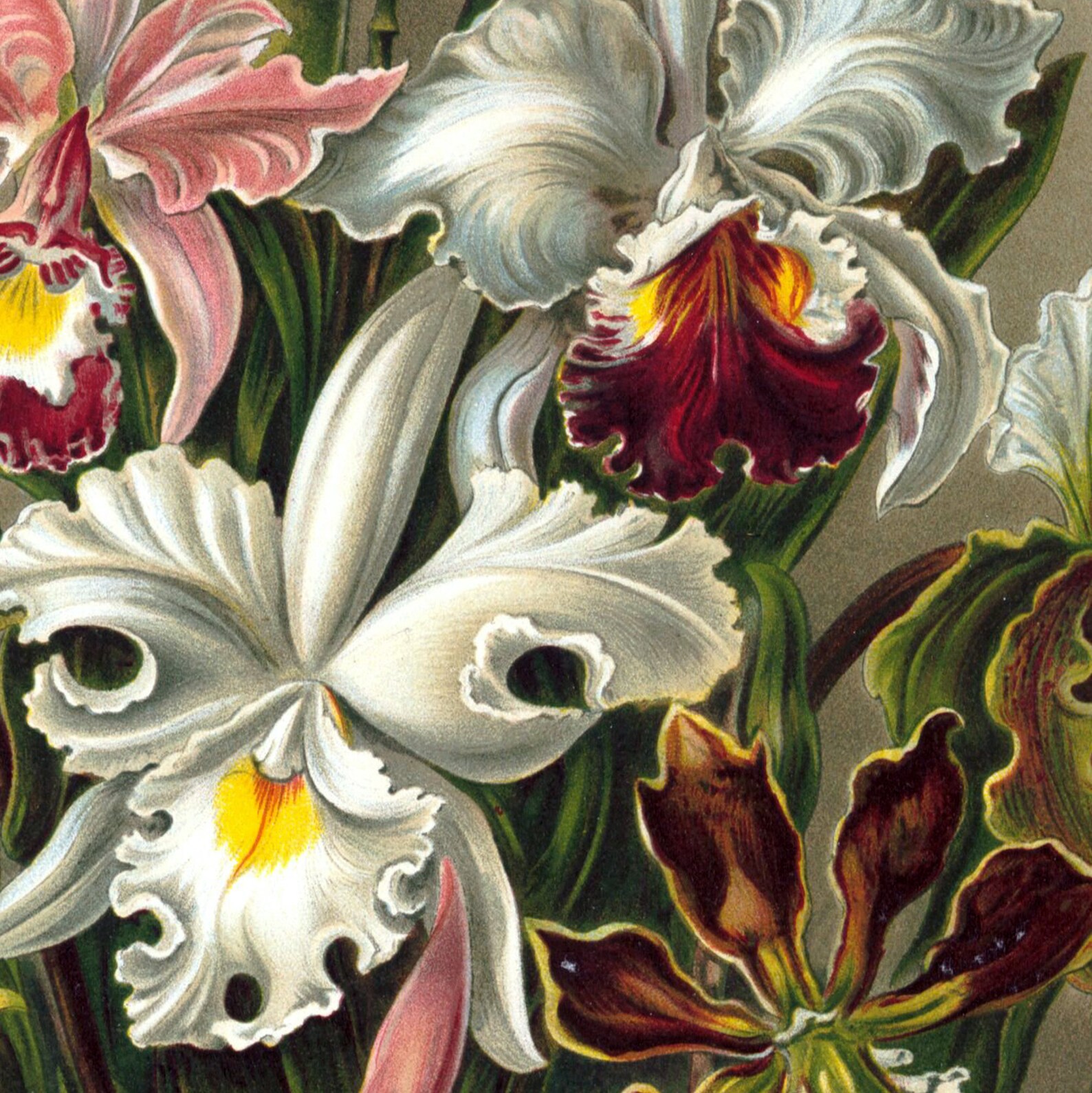 Vintage Orchids Art Print. Orchid Wall Art. Vintage Flower - Etsy
