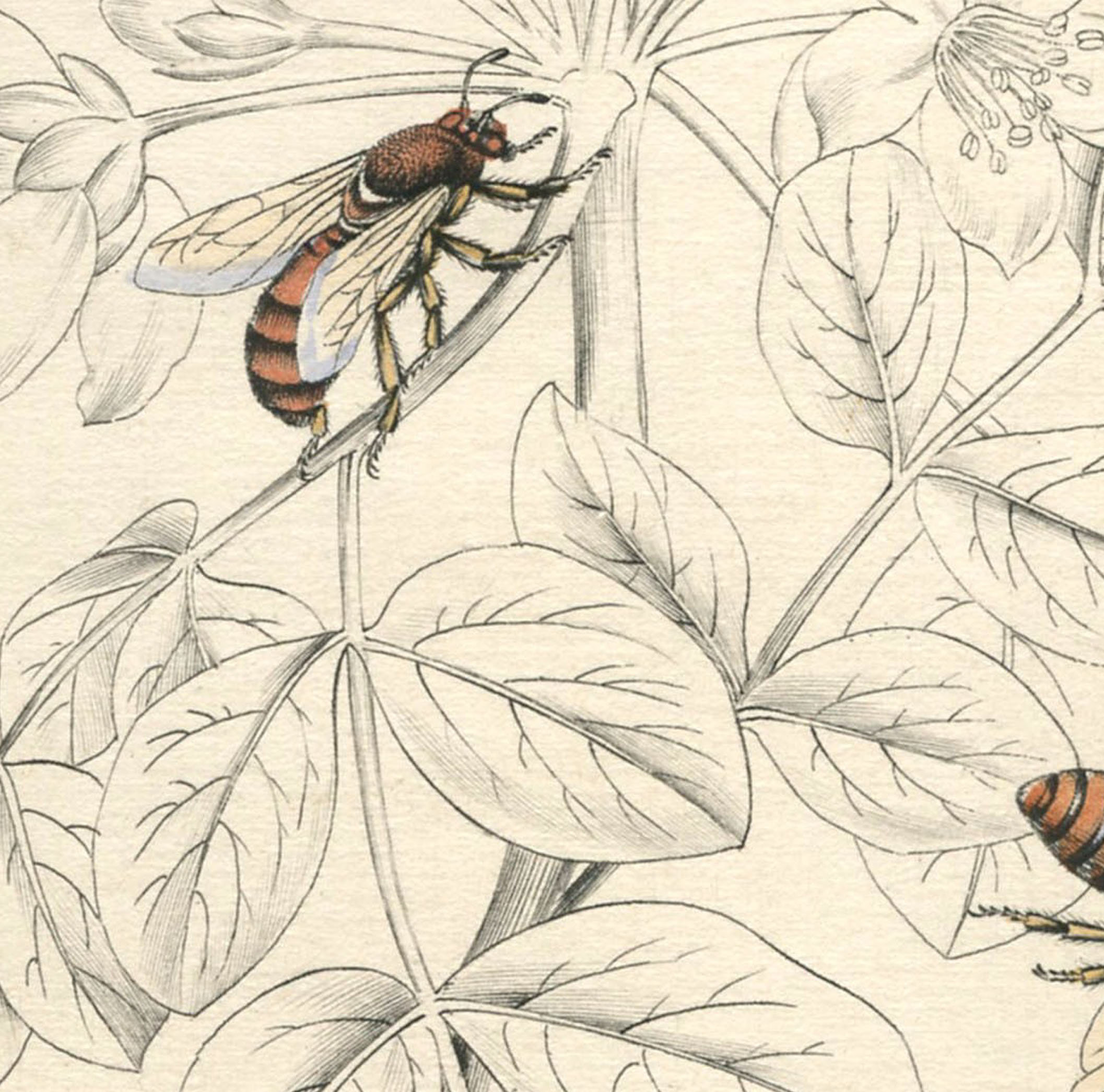 Bumble Bee Print. Vintage Wall Art. Bee illustration. | Etsy