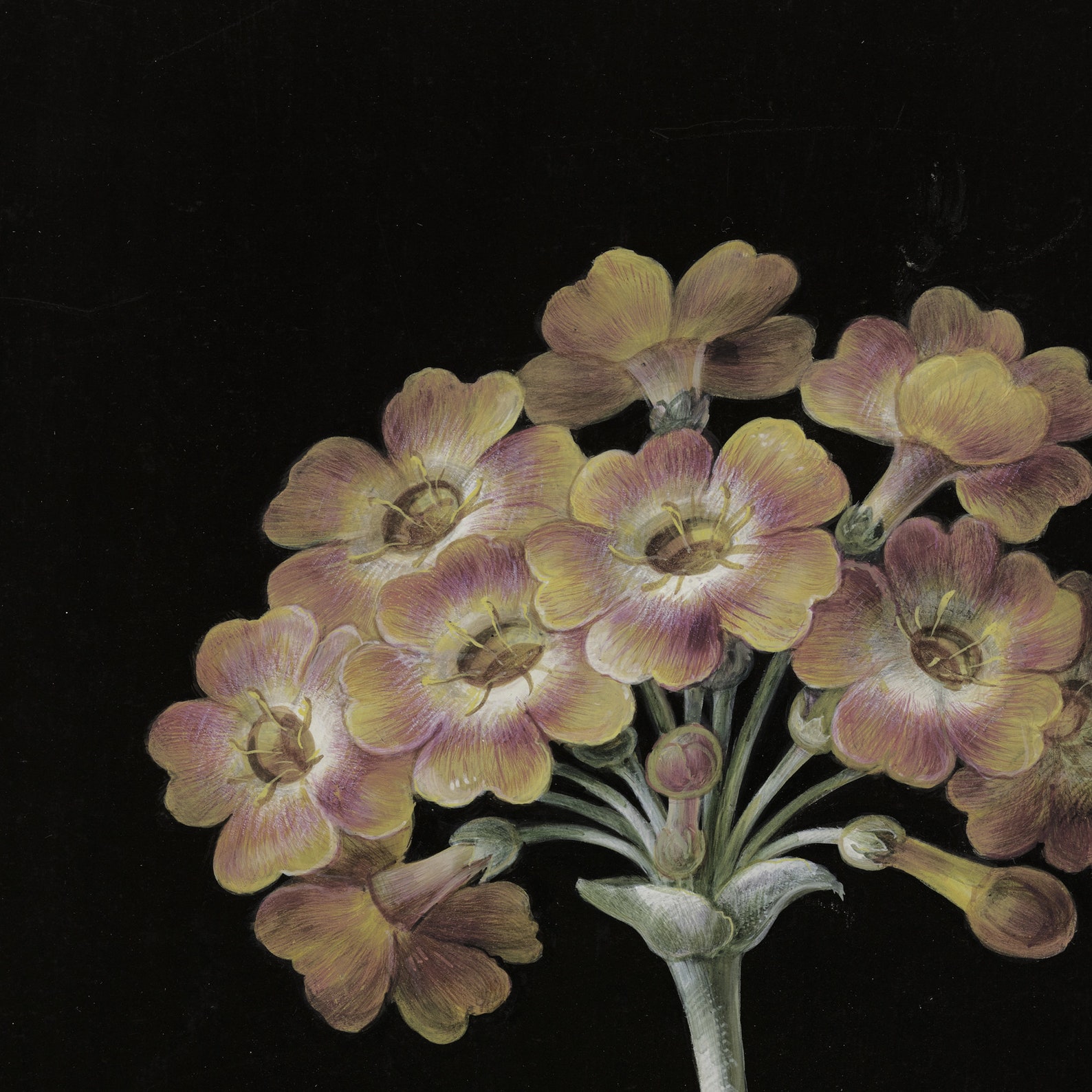 Dark Botanical Gallery Wall Set of Four Vintage Botanical - Etsy UK