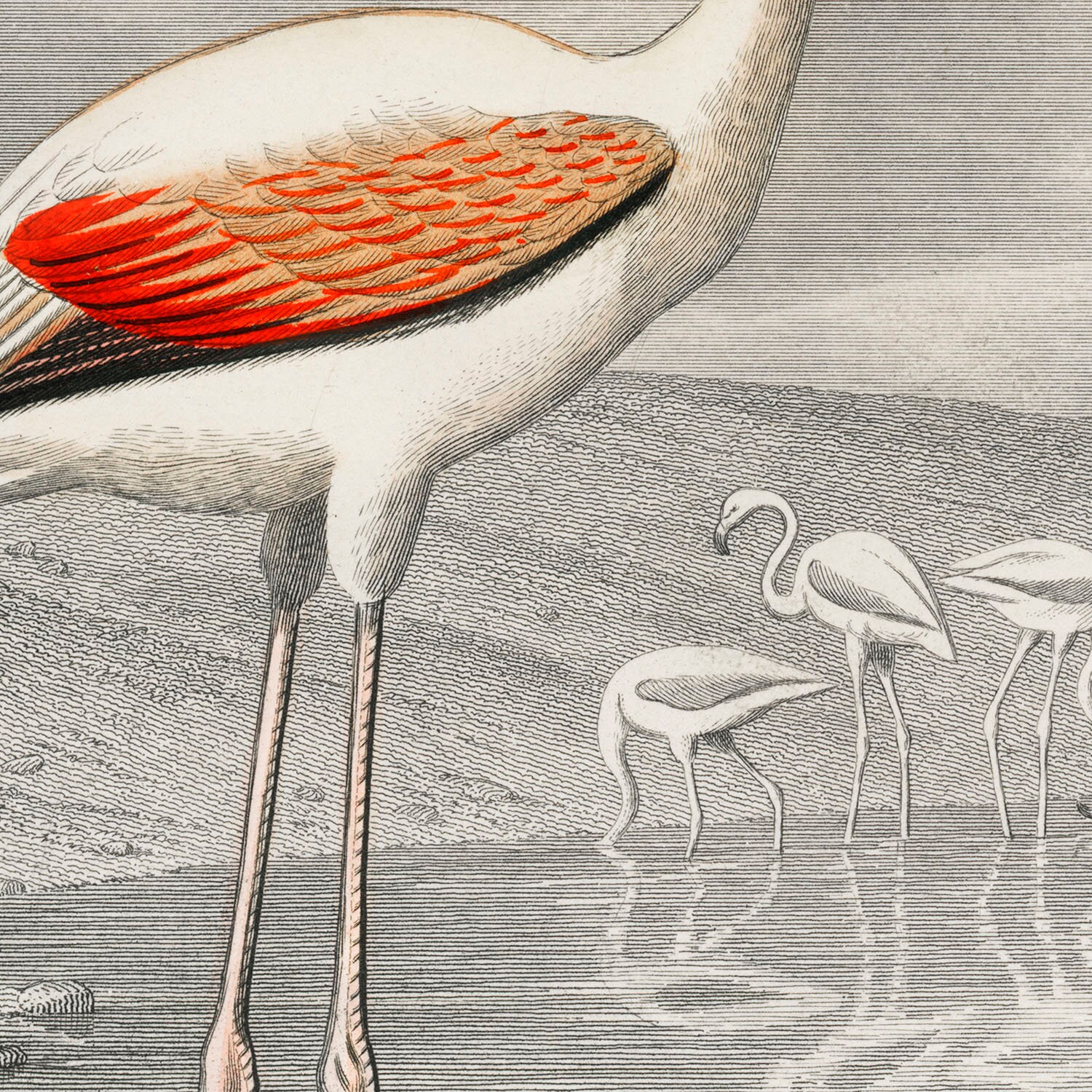 Vintage Flamingo Wall Chart, Flamingo Wall Art, Orange Wing Flamingo ...