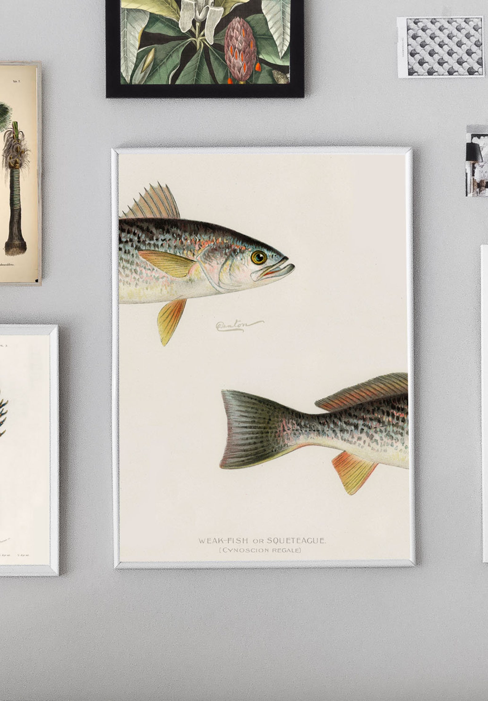 Vintage Fish Print. Fish Wall Chart. Fishing Gifts. Fish Wall | Etsy