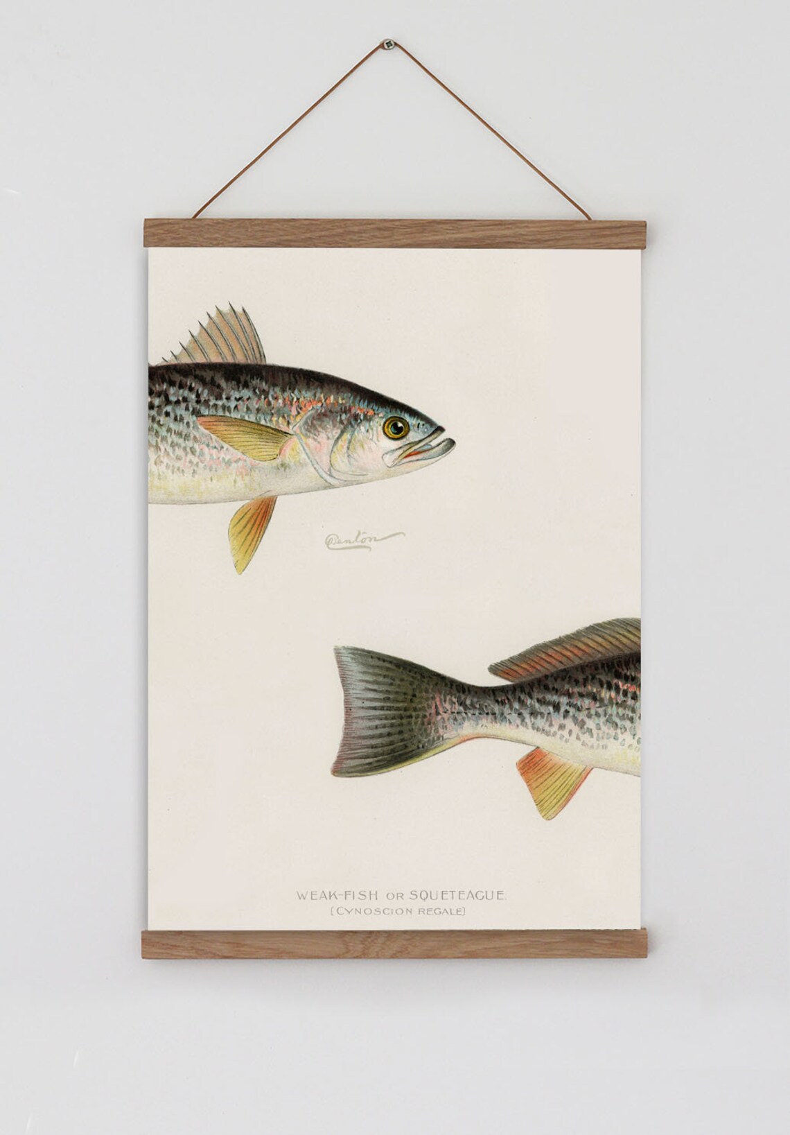 Vintage Fish Print. Fish Wall Chart. Fishing Gifts. Fish Wall | Etsy