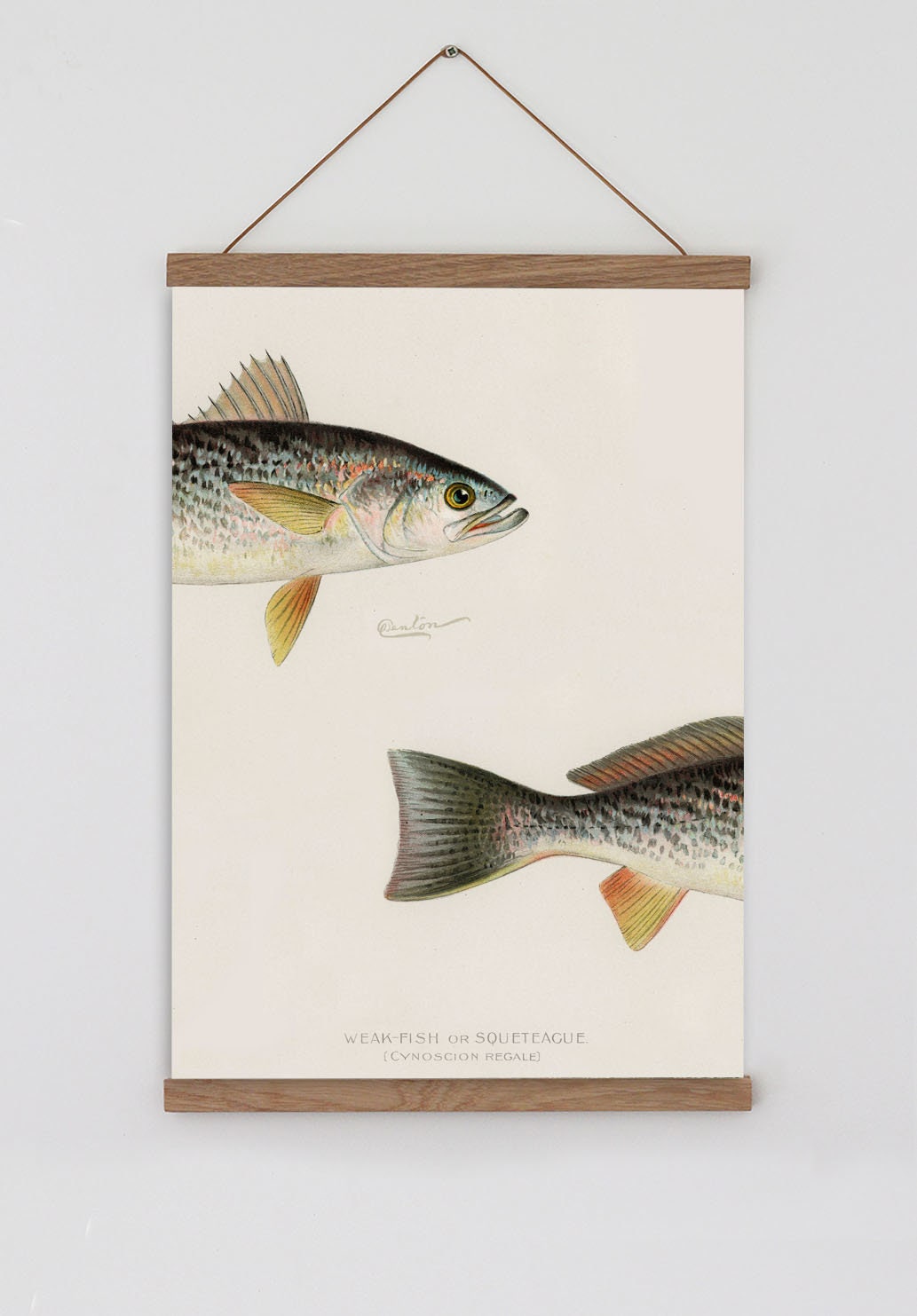 Vintage Fish Print. Fish Wall Chart. Fishing Gifts. Fish Wall - Etsy ...