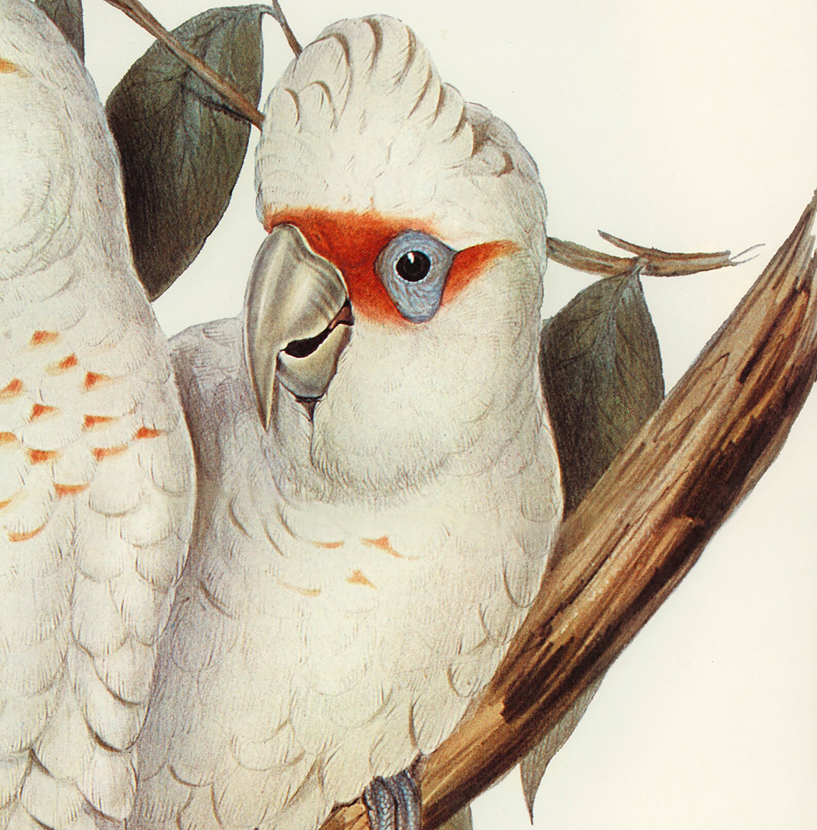 Vintage Tropical Bird Print Vintage Bird Print Tropical Wall - Etsy UK