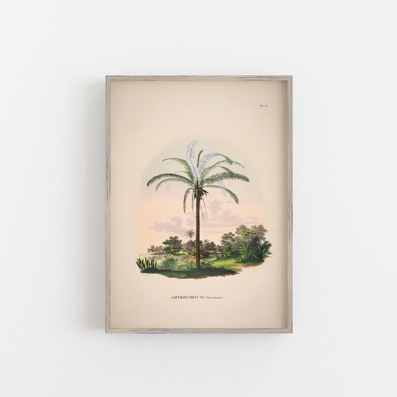 Set Of 2 Art Prints Vintage Palm Tree Prints Palm Tree Etsy Uk