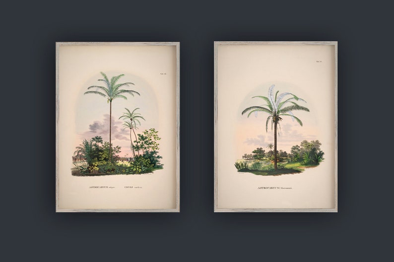 Set Of 2 Art Prints Vintage Palm Tree Prints Palm Tree Etsy Uk
