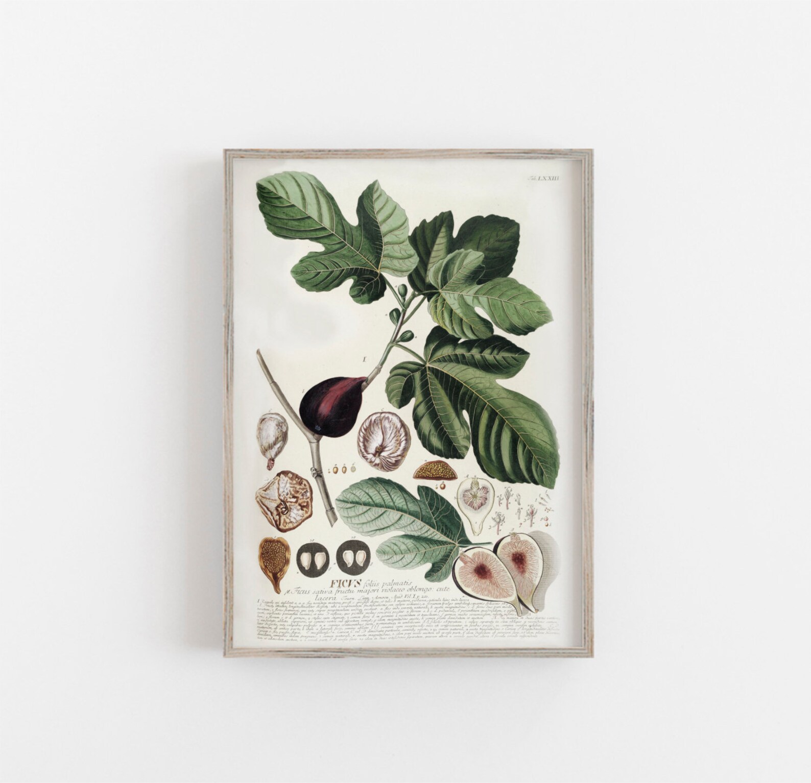 Vintage Fig Illustration. Vintage Modern Botanical Poster. Rustic ...