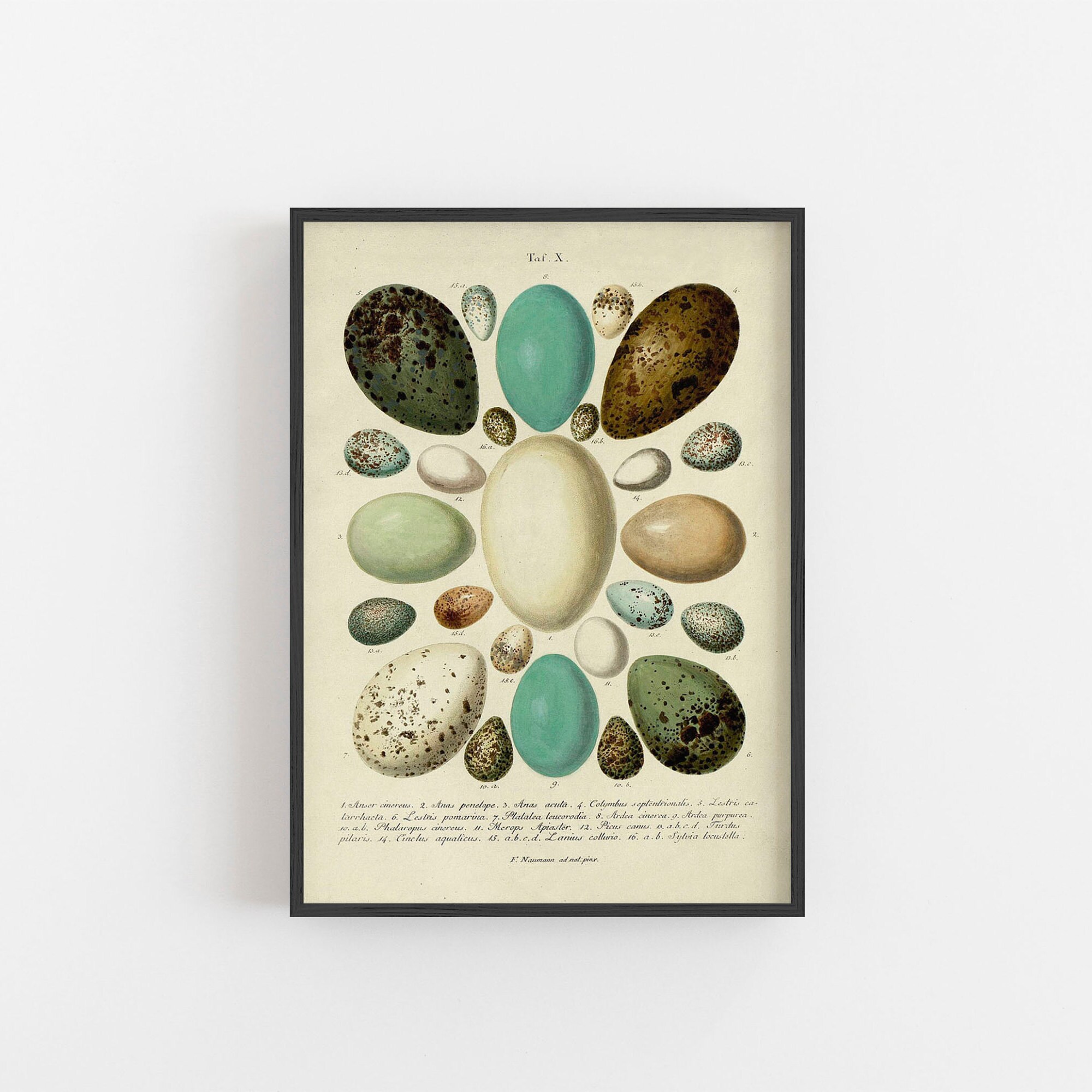 Vintage Egg Print Bird Egg Illustration Egg Art Vintage | Etsy