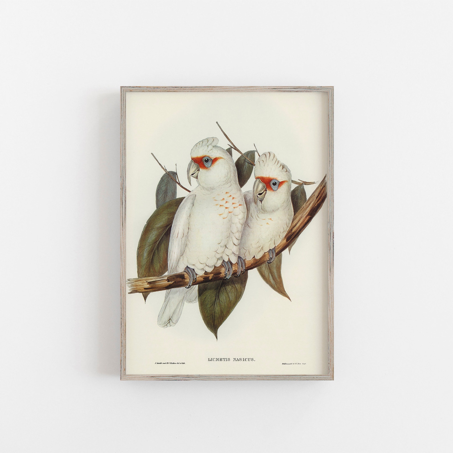 Vintage Tropical Bird Print Vintage Bird Print Tropical Wall - Etsy UK