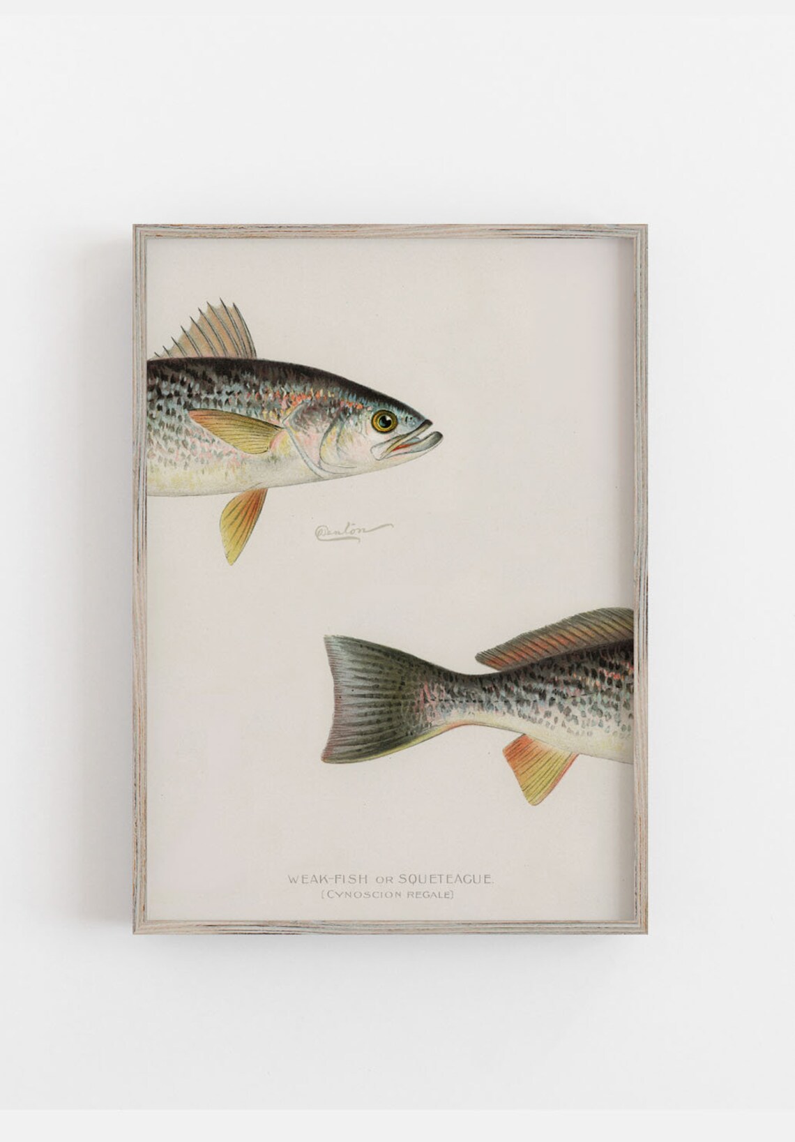 Vintage Fish Print. Fish Wall Chart. Fishing Gifts. Fish Wall | Etsy