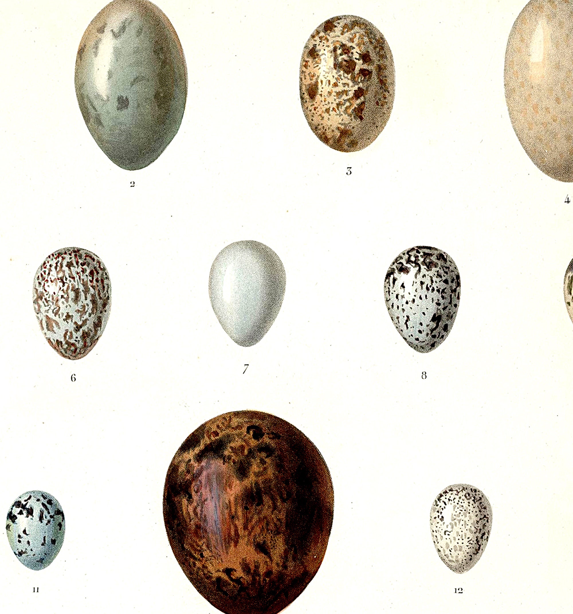 Vintage Egg Print Bird Egg Illustration Vintage Egg Art | Etsy