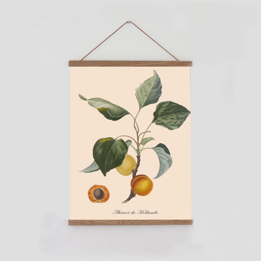 Vintage Kitchen Fruit Wall Art, Vintag Wall Chart, Vintage Botanical ...