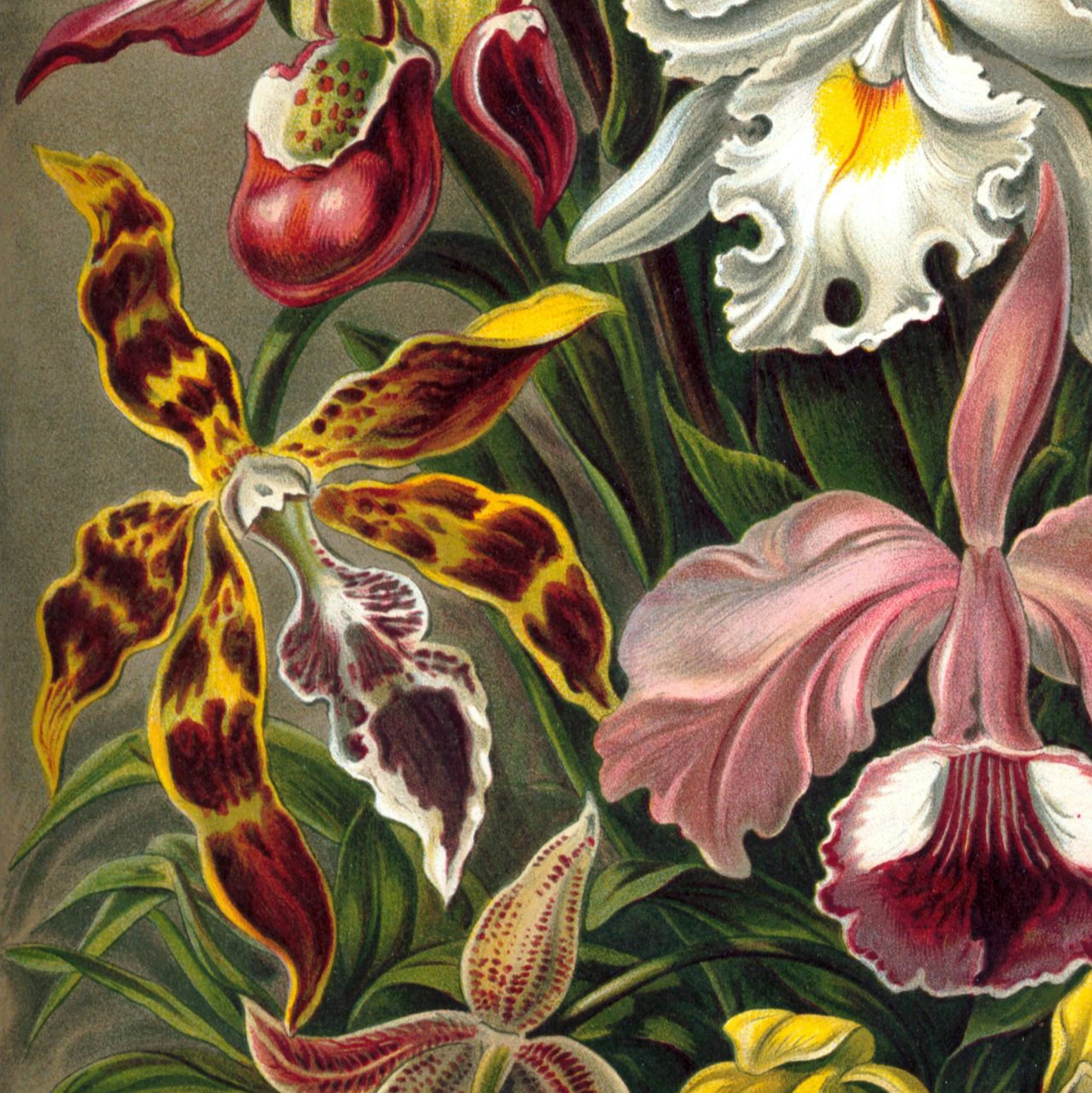 Vintage Orchids Art Print. Orchid Wall Art. Vintage Flower - Etsy