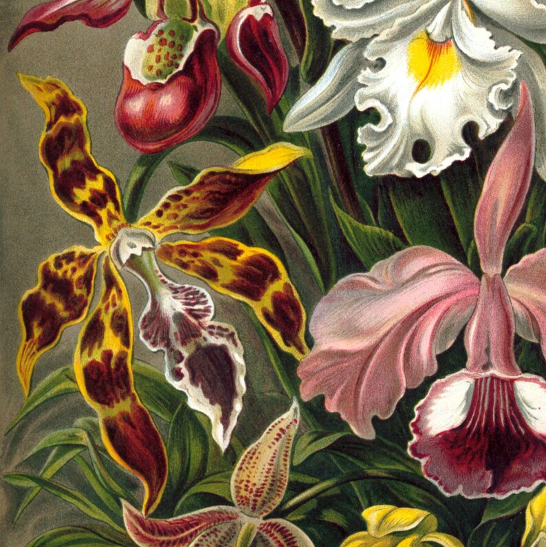 Vintage Orchids Art Print. Orchid Wall Art. Vintage Flower - Etsy