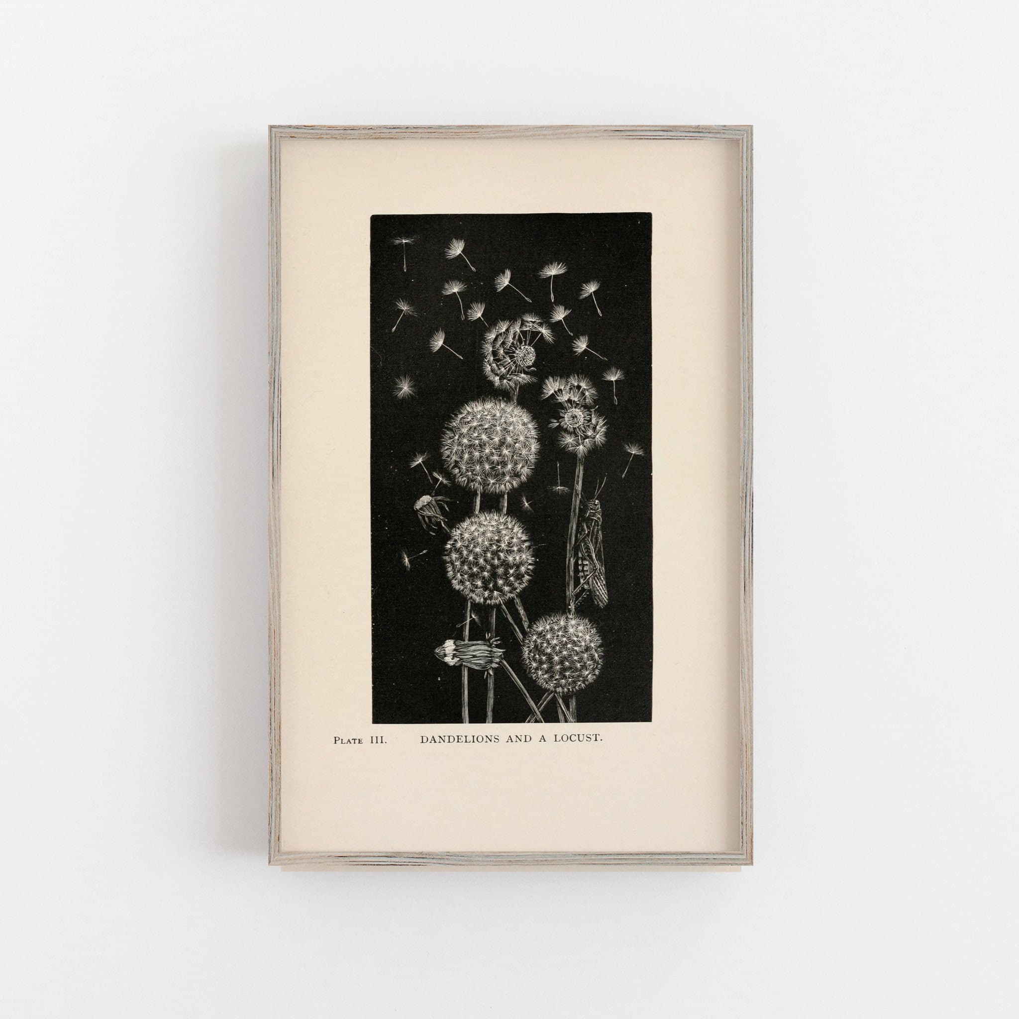 Dandelion wall art dandelion prints dandelion poster | Etsy