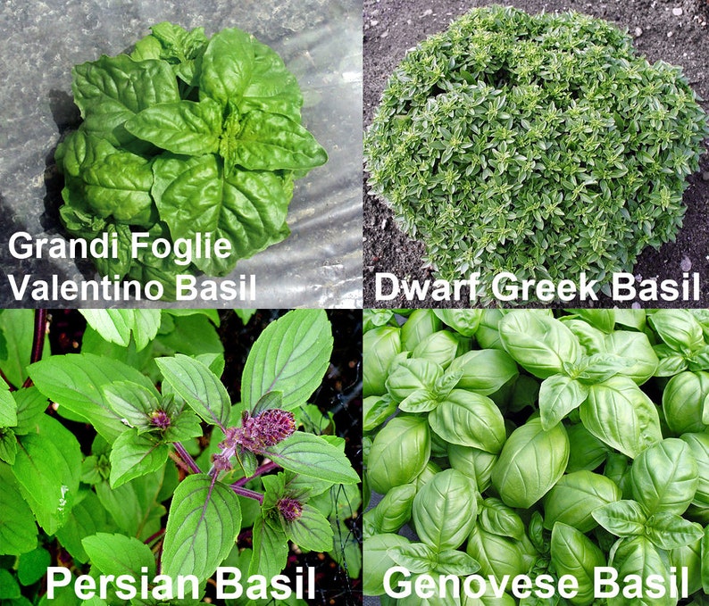 100 Basil Mix Seeds 12 Varieties Mixed Seeds Heirloom - Etsy Australia