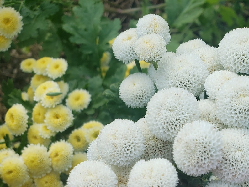 100 Feverfew Magic Lime Seeds Organically Grown Open - Etsy