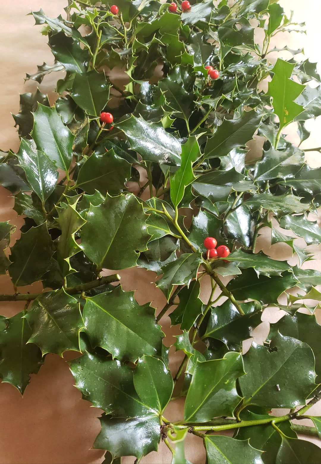 Half Pound Fresh Green Holly and Variegated Cuttings for Wreaths ...
