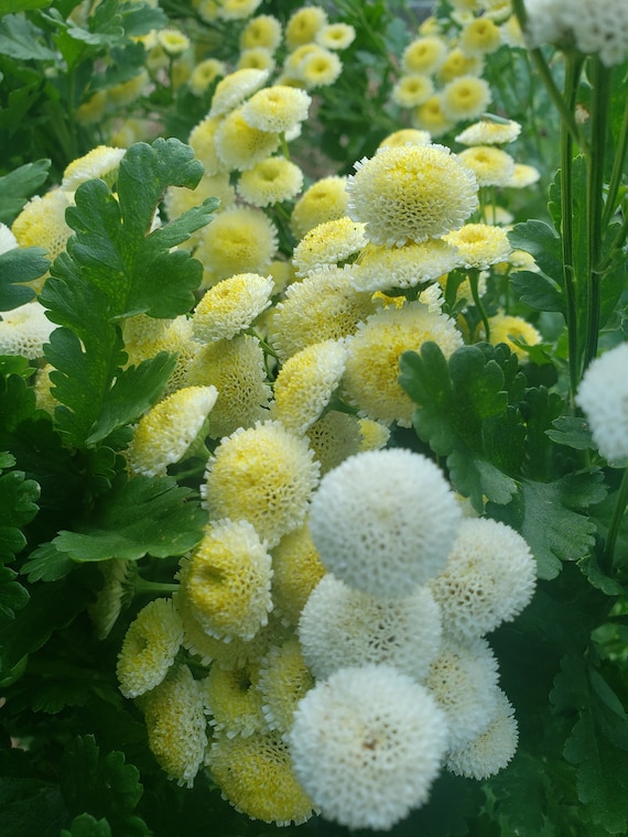 100 Feverfew Magic Lime Seeds Organically Grown Open - Etsy