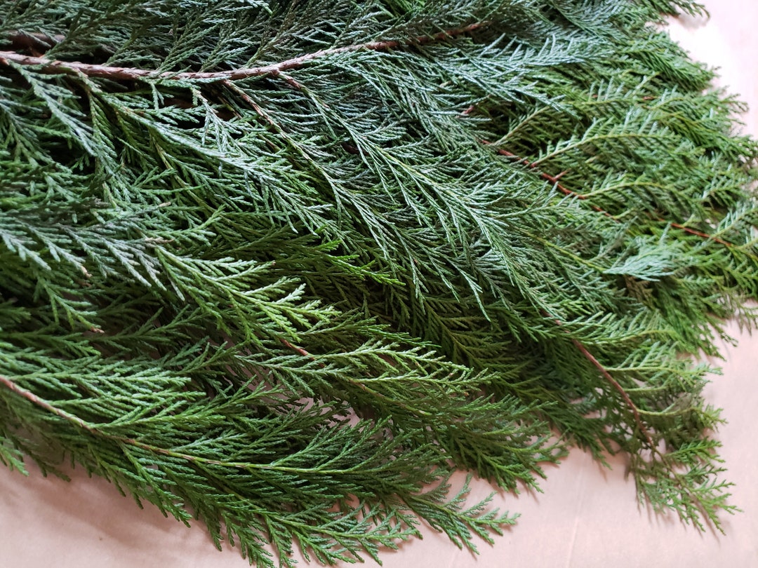 10 Cedar Boughs | Versatile Decor for Home & Crafts Eco-friendly, Long ...